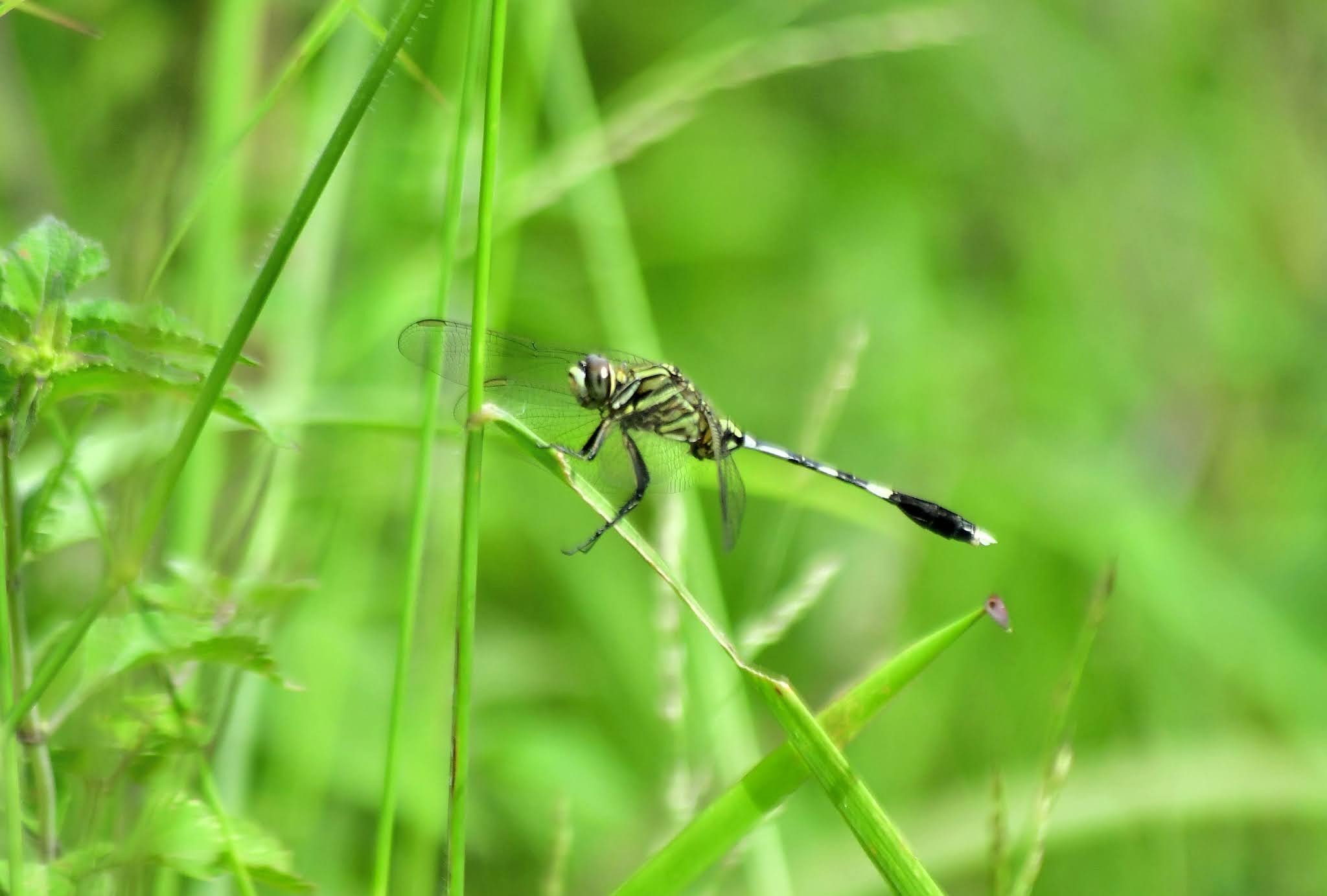 SANEJ PRASAD SUWAL: 2020