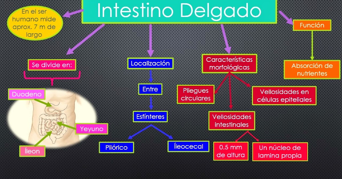 Fisiología Medica : Intestino delgadoEl intestino delgado absorbe los ...