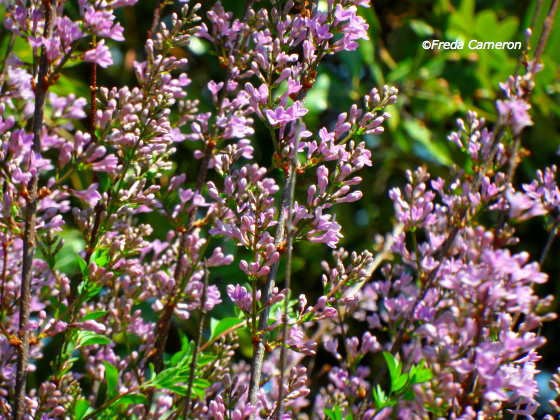 Defining Your Home, Garden and Travel: Lilacs are Here, There and ...