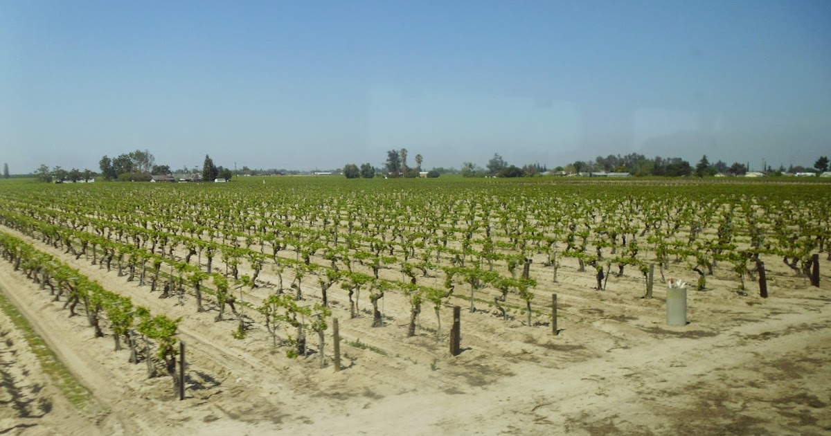 A Future Vineyard? | Greens and Machines