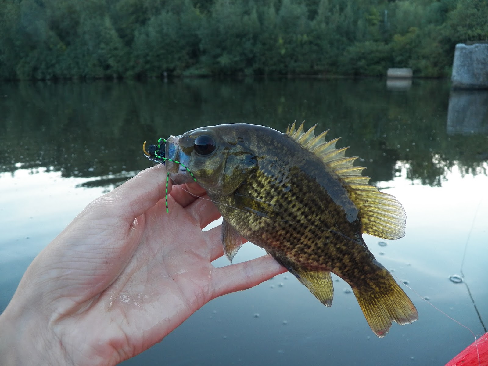 Baby Rock Bass Fish