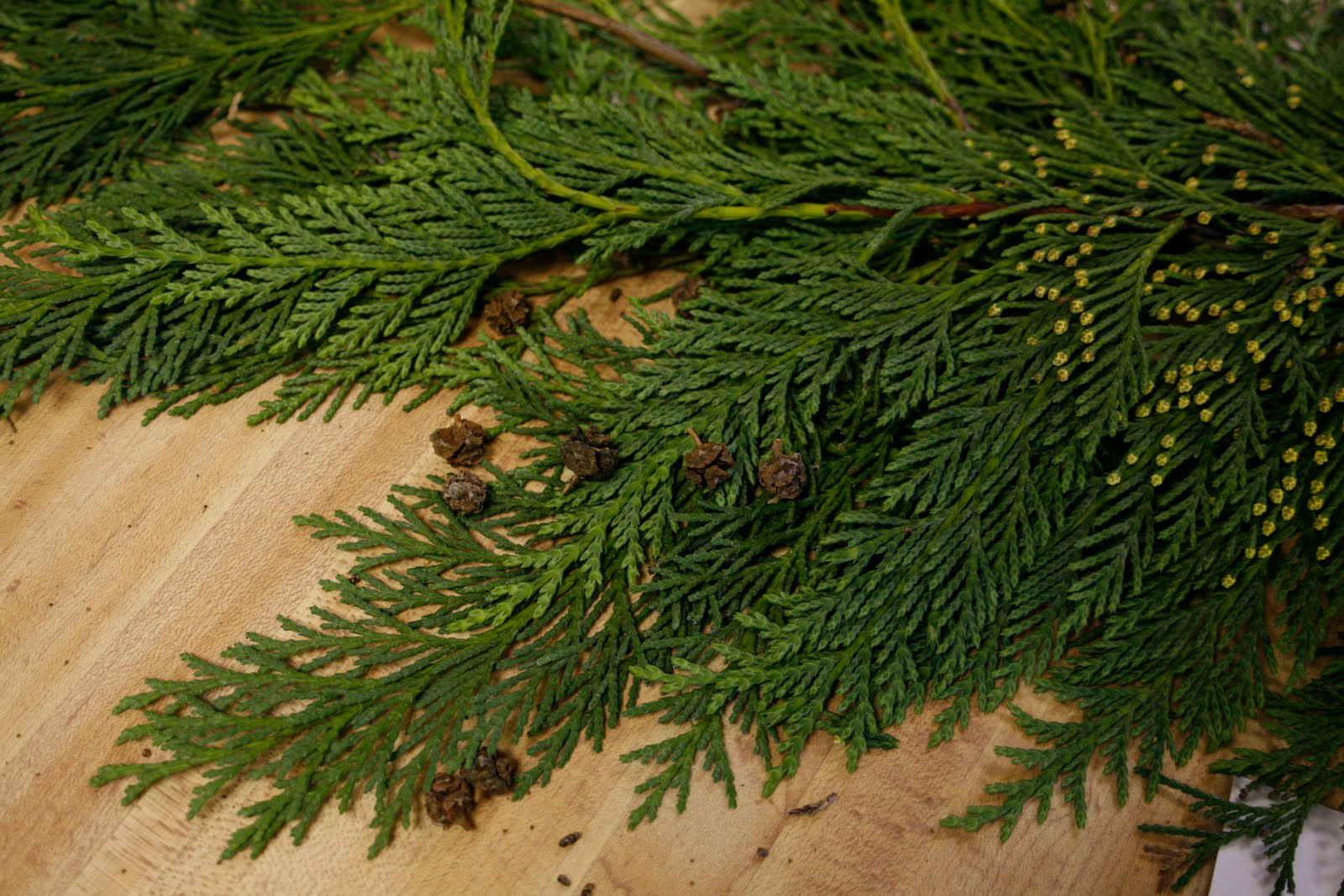 Tree Identification: Chamaecyparis lawsoniana - Port Orford Cedar