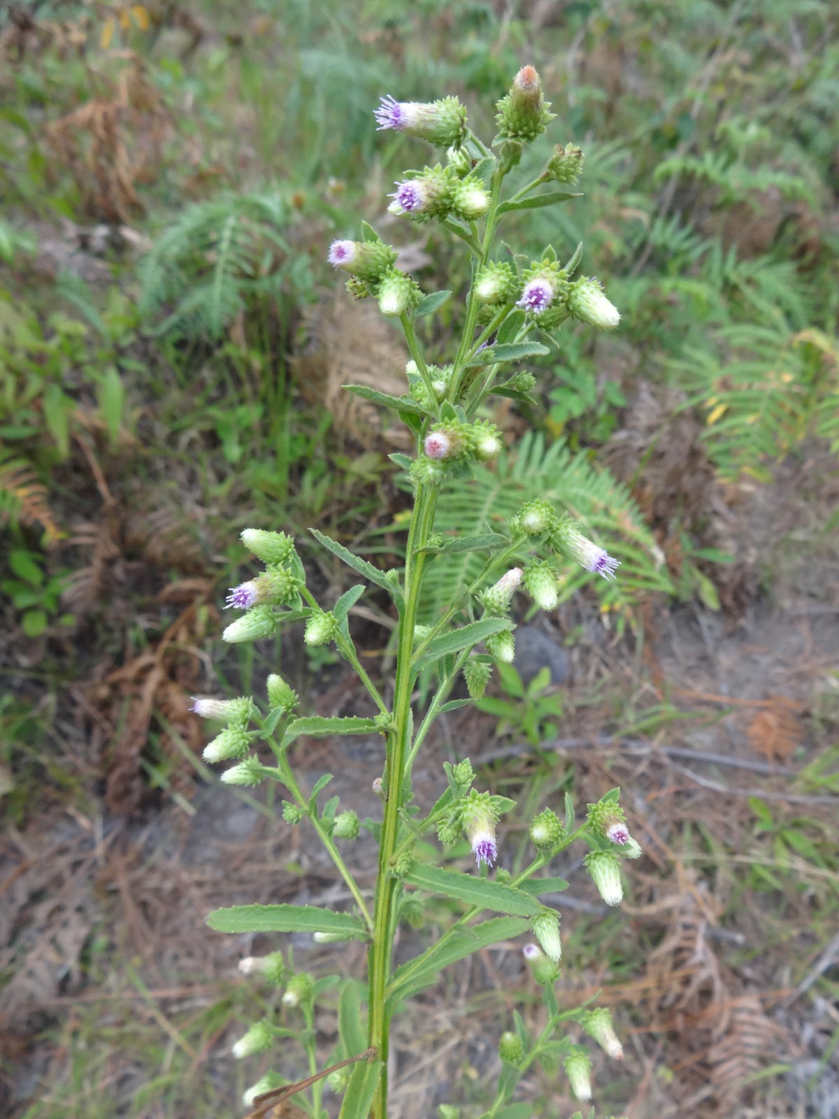 Herbs from Distant Lands: Laggera alata - Winged-Stem Laggera, Liu Leng ...