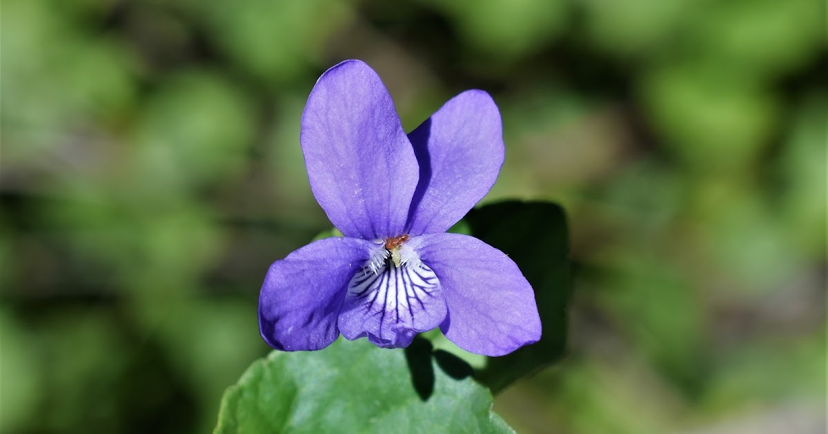 Plantas: Beleza e Diversidade: Violeta-brava (Viola riviniana)