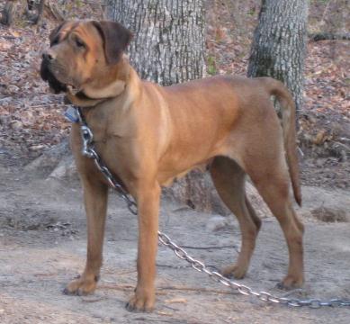 TOSA INU FOR SALE TRULY IMPORT FROM KOCHI JAPAN