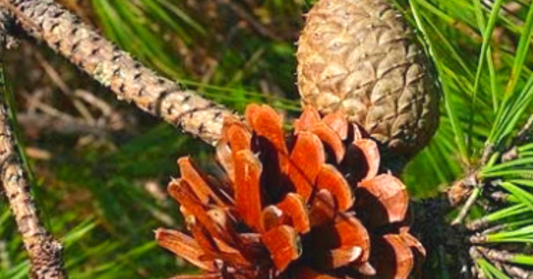 Pohon Pinus Serotina, Pinus Tambak yang Jarang Dibudidayakan ...