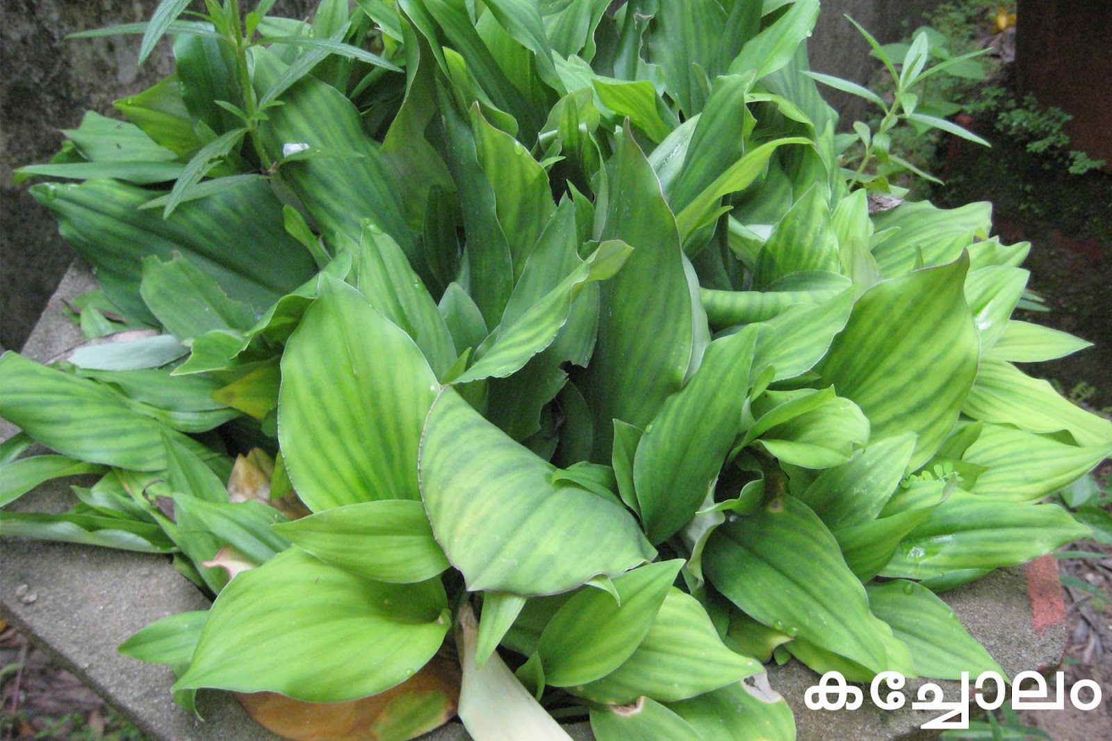 Ayurvedic Medicinal Plants in Kerala