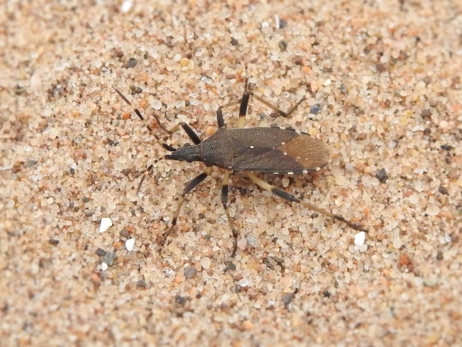 Dawlish Warren Latest Sightings: 2019 Wildlife Review: Bugs and Beetles