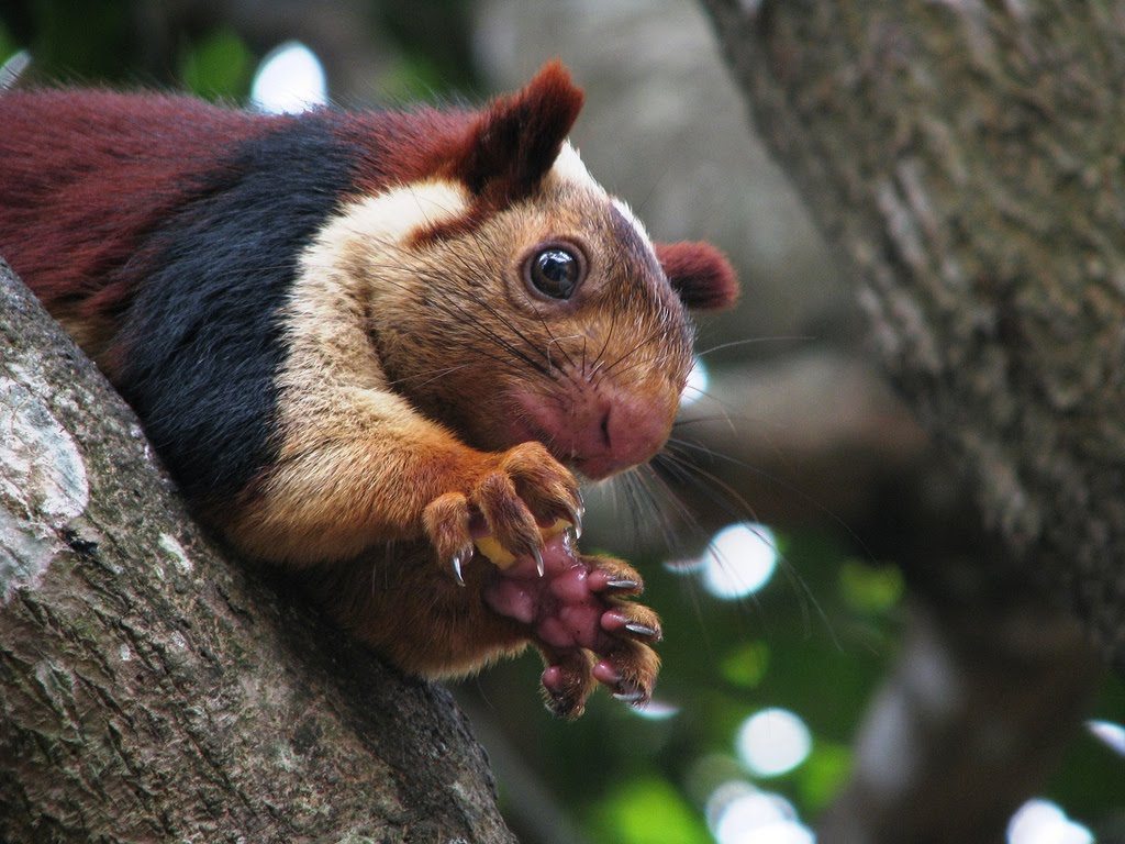 Colorful Giant Squirrels from India – How Did We Not Know About These ...