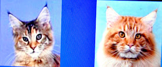 Cara Menentukan Kucing Ras Maincoon - Berkucing