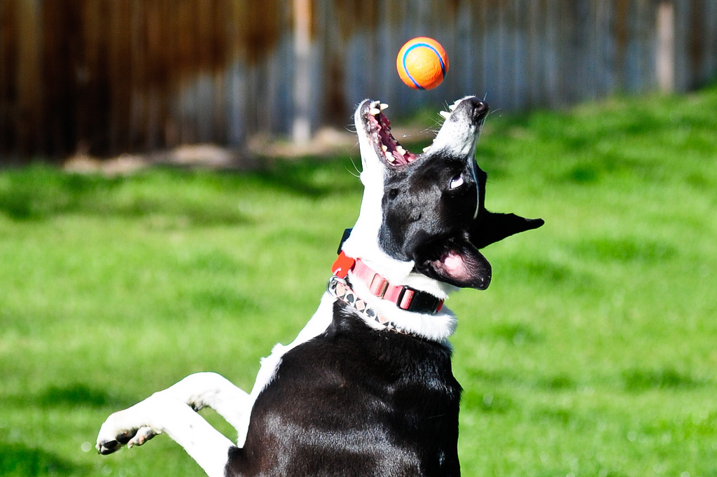 lovely puppies: Train Your Dog To Catch Treats
