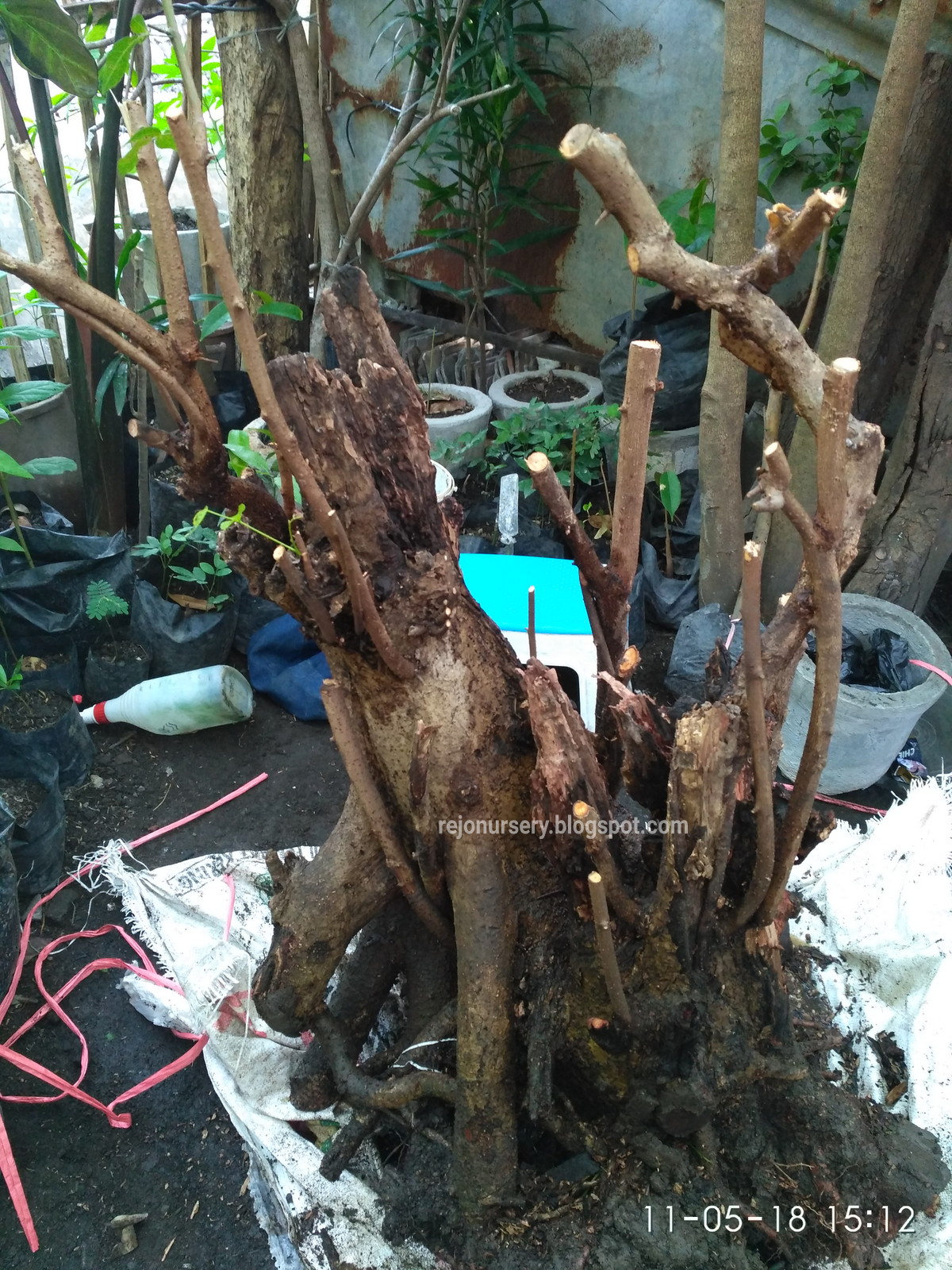 Rejo Nursery: Tanaman Trenggulun ( Protium Javanicum Burm )