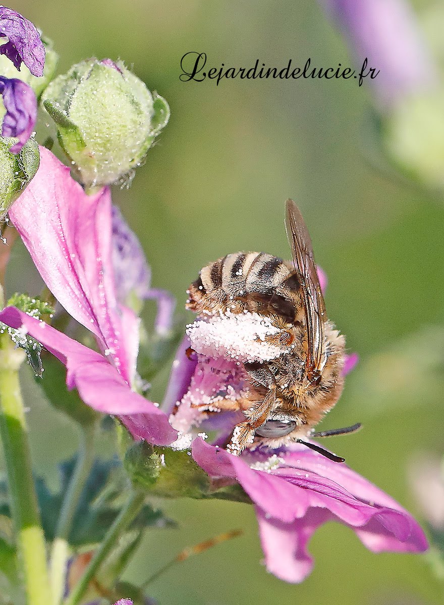 Tetralonia malvae femelle (Eucère de la mauve) aime les Mauves