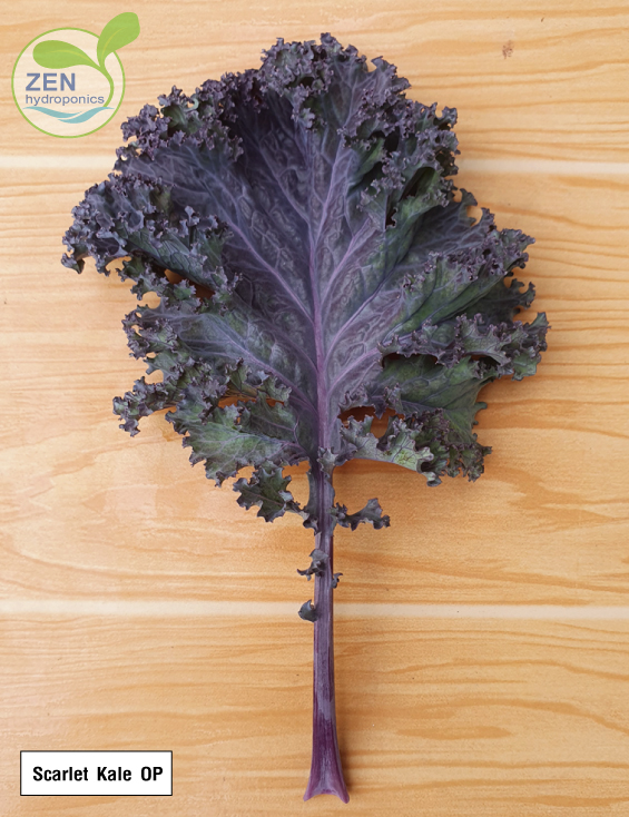 ZEN HYDROPONICS: คะน้าใบหยิกม่วง สกาเล็ท (Scarlet Kale)