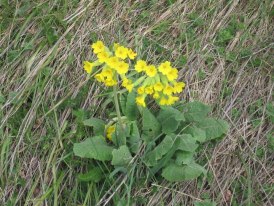 Јаглика - Primula veris; Primula vulgaris - Билки Лековити и Народна ...