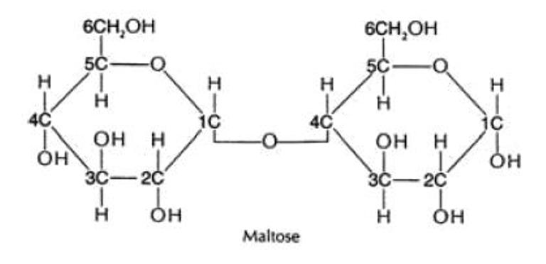 Cellobiose And Maltose
