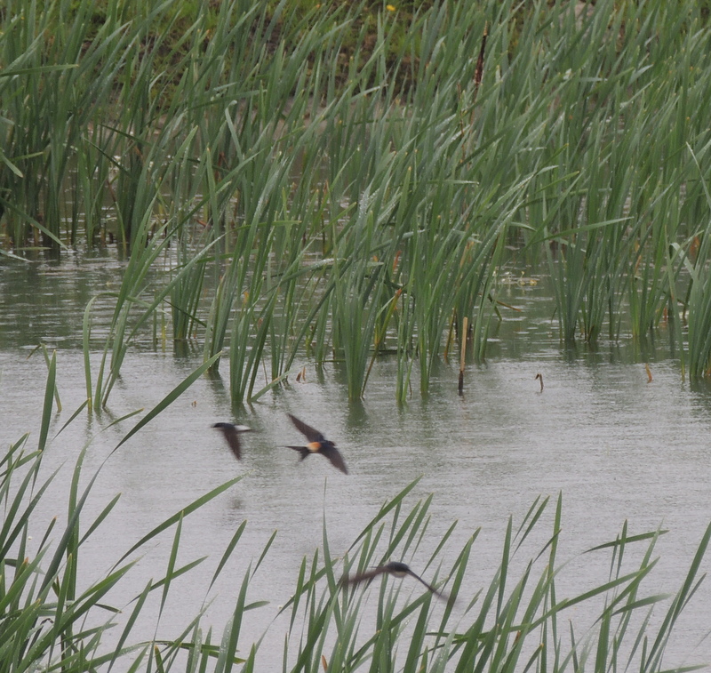 Rødrygget Svale - det kan godt betale sig med en tur i felten selvom ...