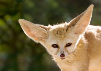 World All Animals: fennec fox