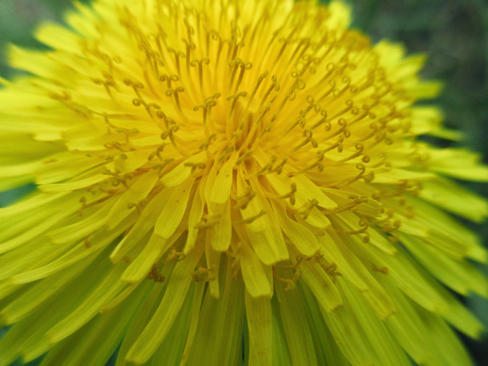 Photo Creations: Dandelion yellow
