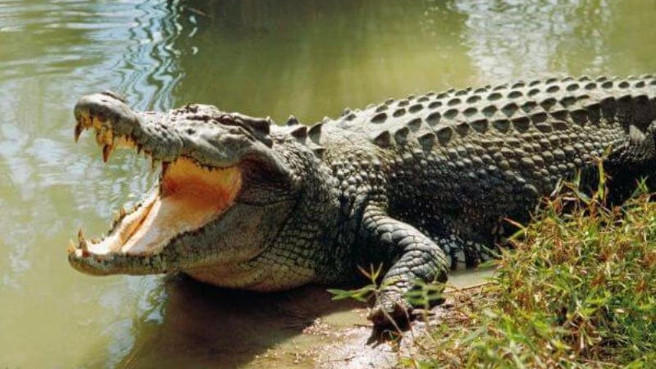 Aku Budak Telok: Legenda Buaya Keramat di Jugra dan Amukan Buaya di Klang