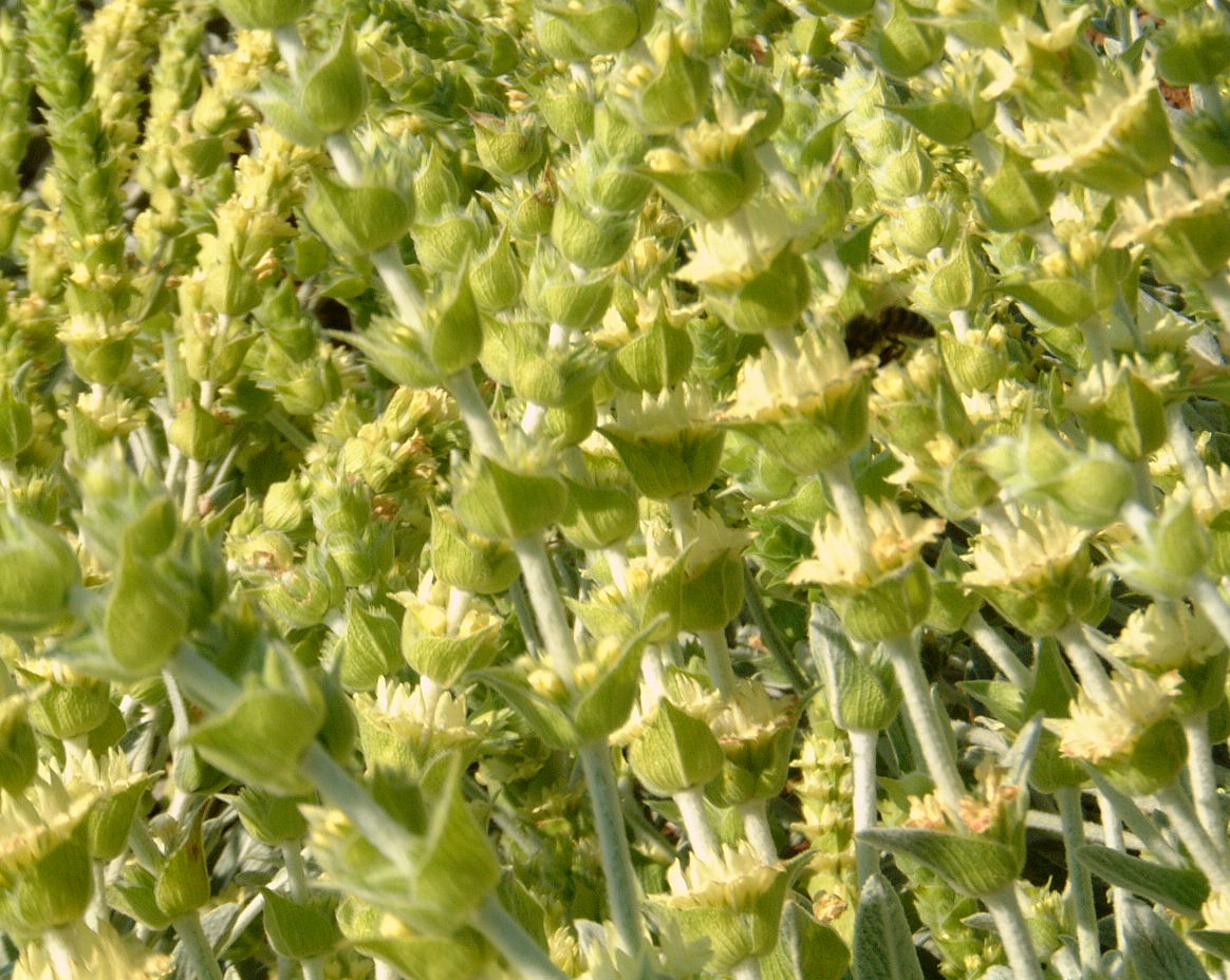 Greek Mountain Tea - Sideritis | VintageNatureGreece