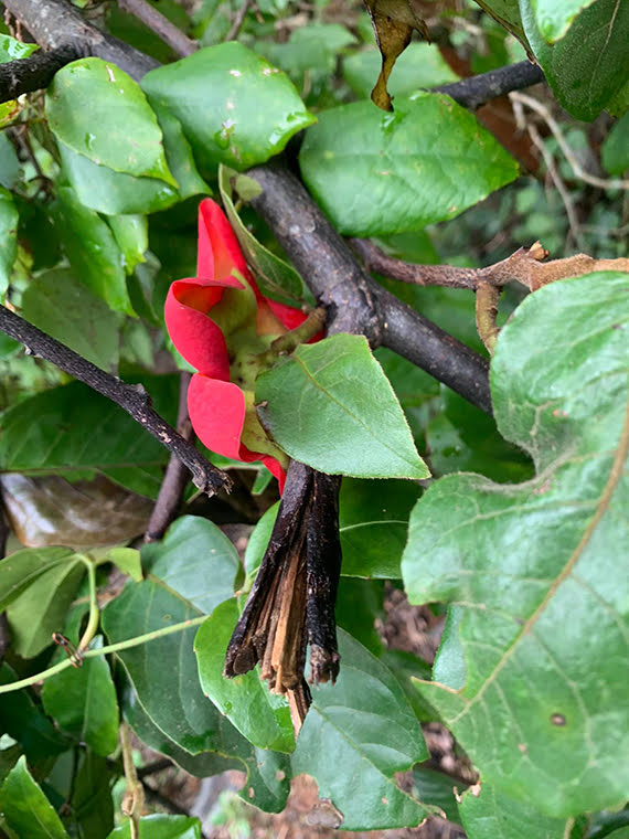 Uvaria grandiflora Roxb. ex Hornem.