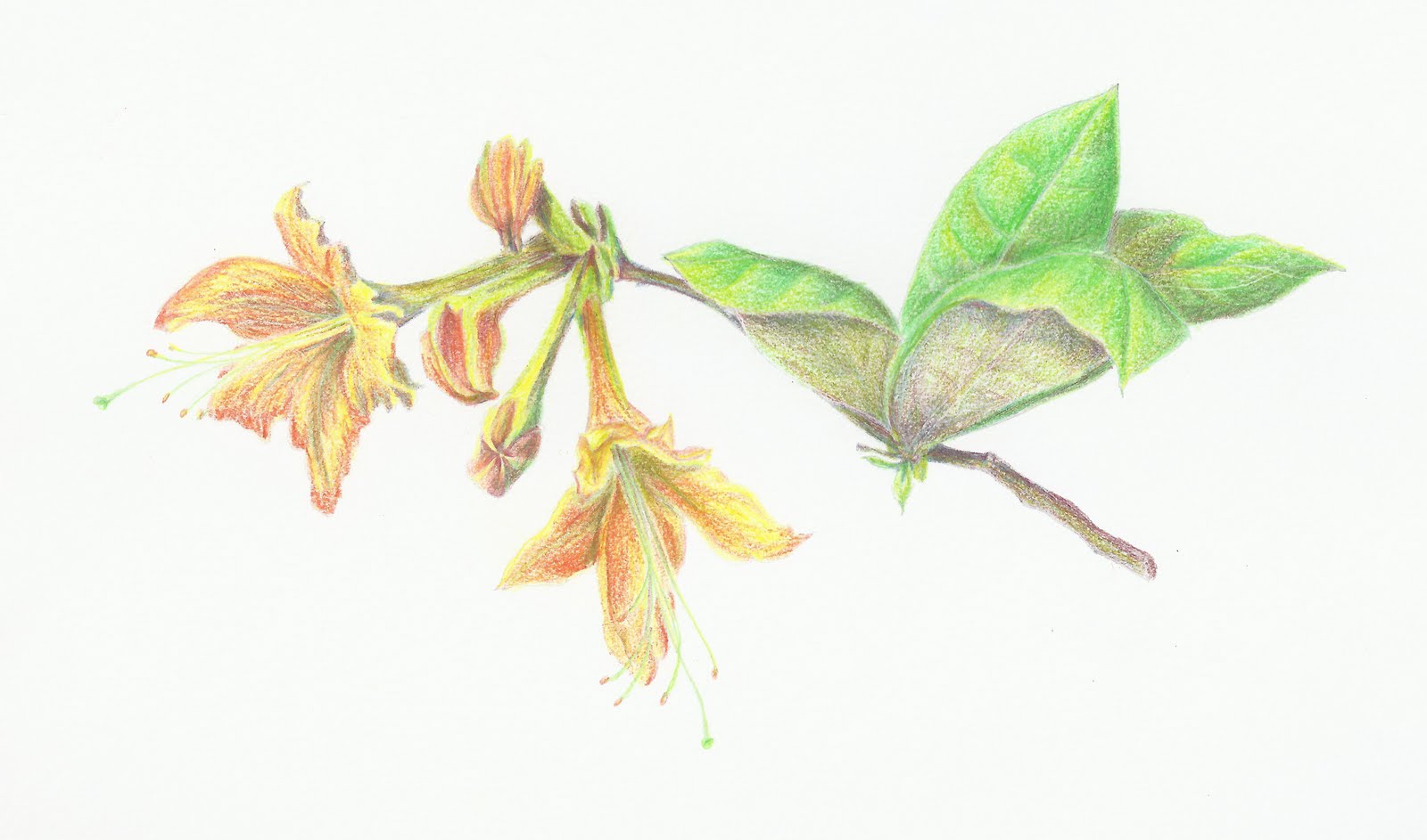 Holly's Daily Draw: Azalea -- final drawing