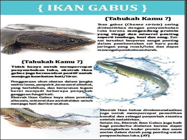 Gambar Ikan Gabus ukuran Kecil dan Besar serta Manfaatnya