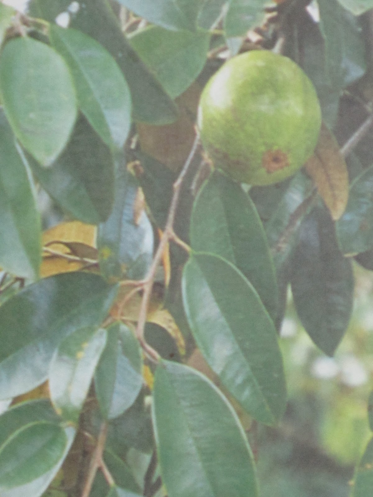 herbal leaves, herbal medicine plants and treatments: Star Apple, Kaymito