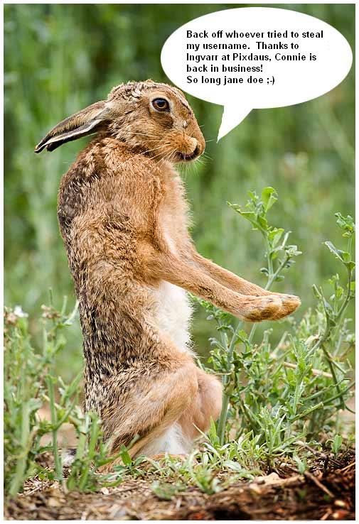 Funny hare pictures for desktop |Funny Animal