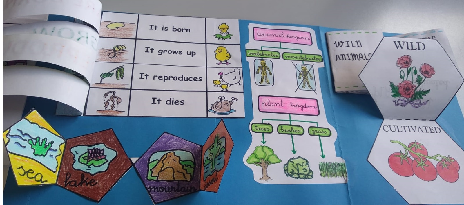 Blog de María Teresa: Our lapbook of Unit 3: LIVING THINGS
