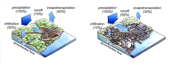 CPM & Associates: Low Impact Development
