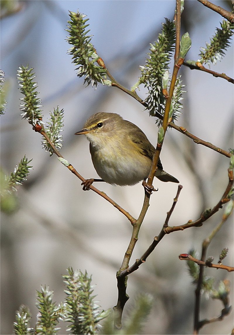 Murfs Wildlife : Willow Warbler