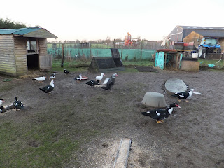 Bure Valley Farm