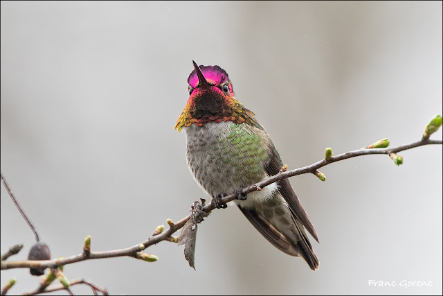 The Hummingbirds of Vancouver Island - Travels With Birds