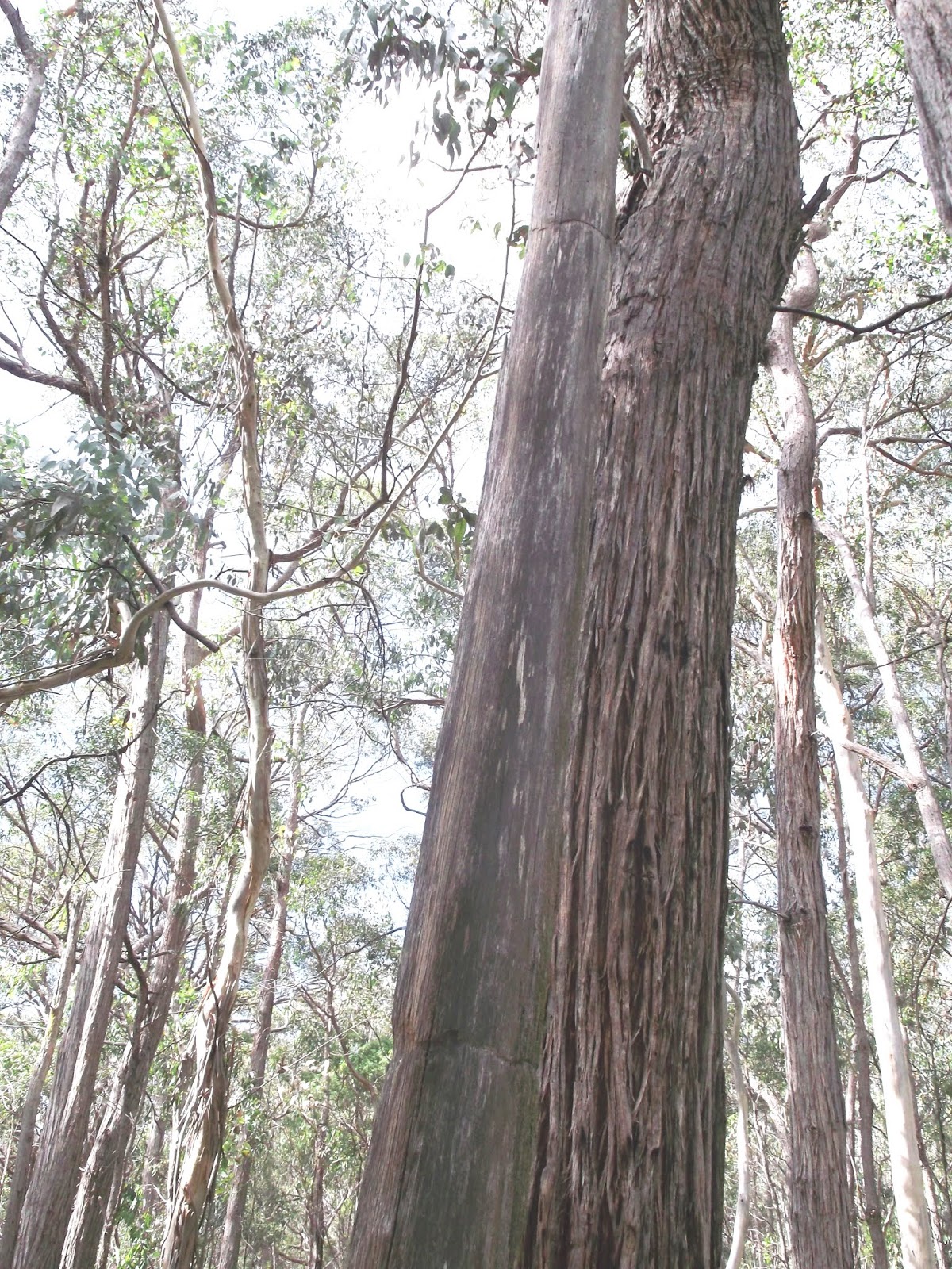 Australian Survival and Preppers..: Debarking Dead Trees, Shelter ...