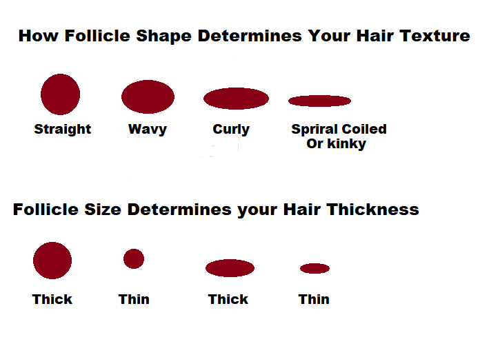 Understanding Your Hair