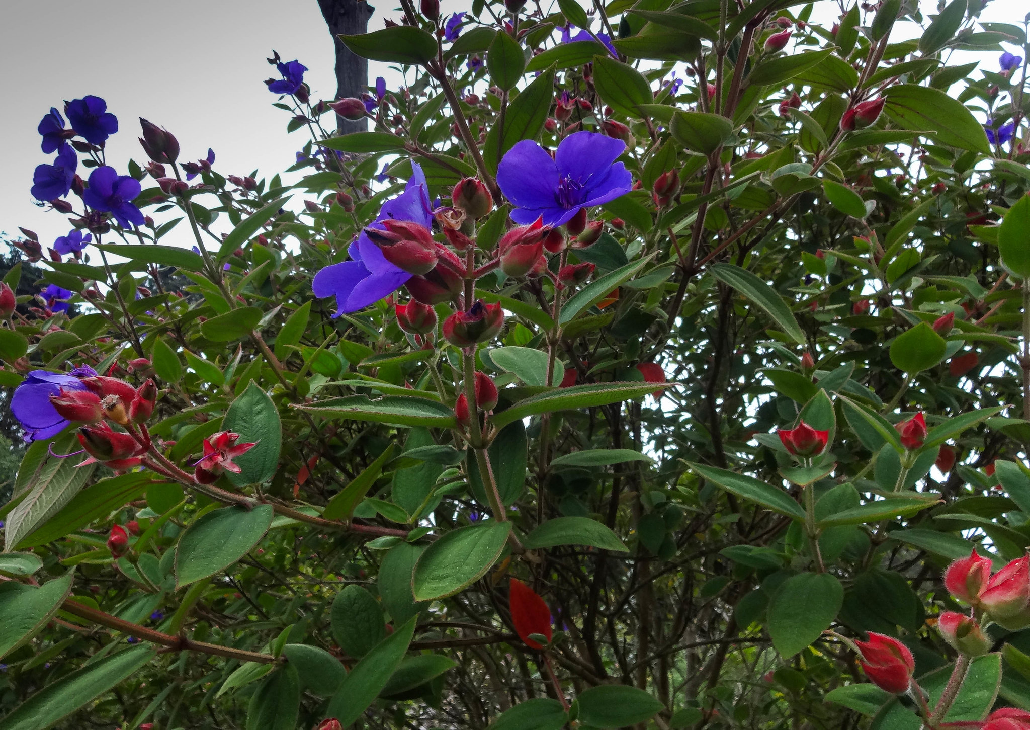 Tibouchina urvilleana - Princess flower - Pleroma urvilleanum care and ...