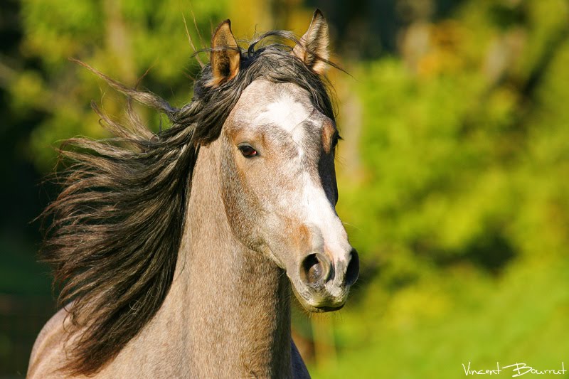 ANIMALS OF PLANET EARTH: HORSES