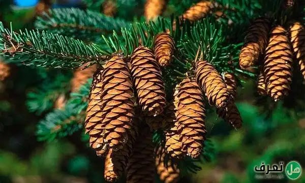 معلومات عن شجرة الصنوبر ، وحقائق مهمة عن الصنوبر