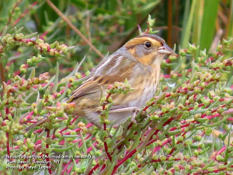 The City Birder: September Birds