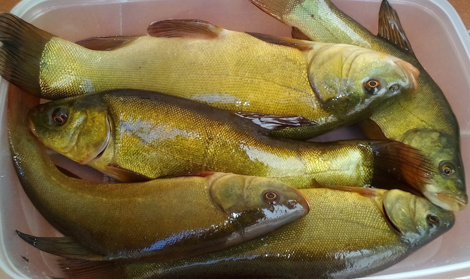 La pesca de la tenca: ANTROPOLOGIA DE LA TENCA. Para mi lo mejor que he ...