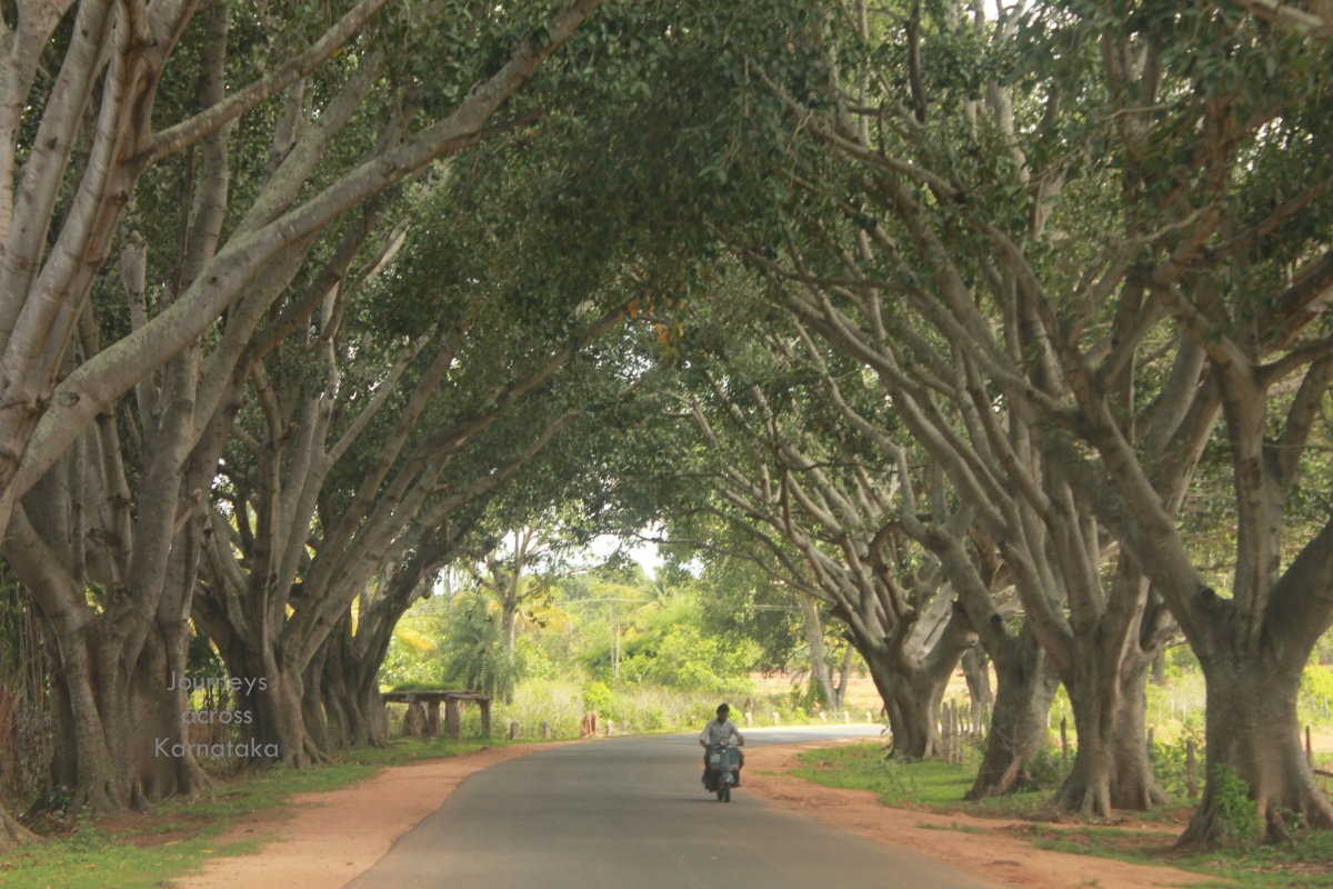 Journeys across Karnataka: Chikkanna & Thimmakka's Saalu-Maragalu