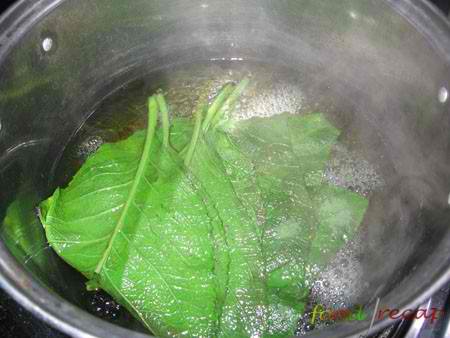 Domino: SAMBONG LEAVES HEALTH BENEFITS