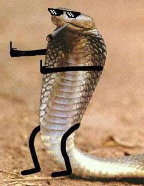 Asal mula, arti, dan kumpulan meme ular kamu kerad juga ya