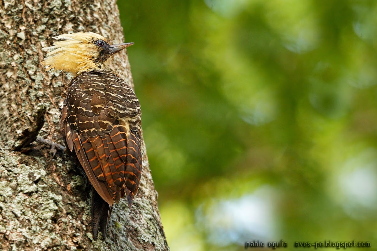 mis fotos de aves: Celeus lugubris Carpintero Real Sureño Pale-crested ...