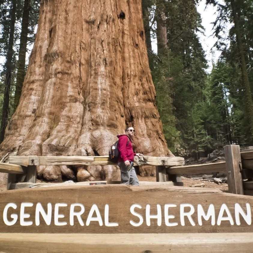 8 Most Massive Trees In The World!