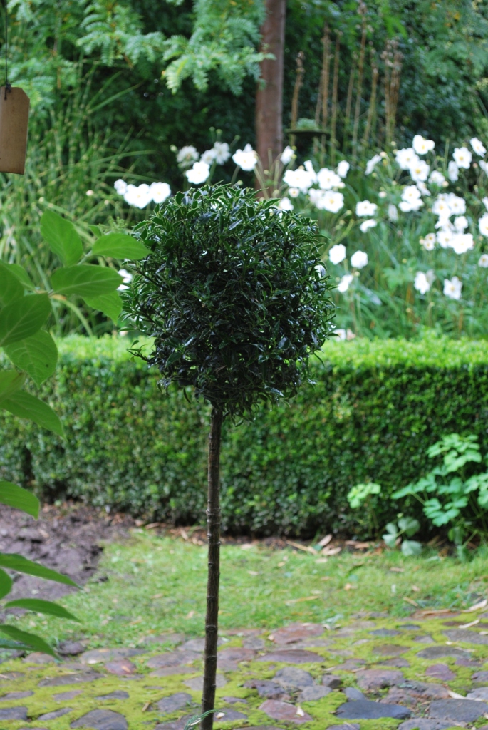 Katarinas trädgård: Plantskolebesök