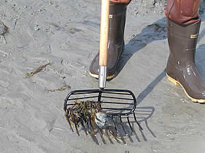 Blandiloquently: Quahogging, “Qua-what-ing?”