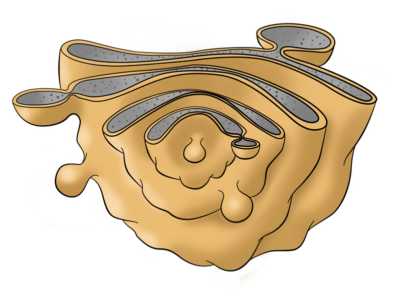 Toda a Biologia: Organelas - Complexo golgiense(de golgi)
